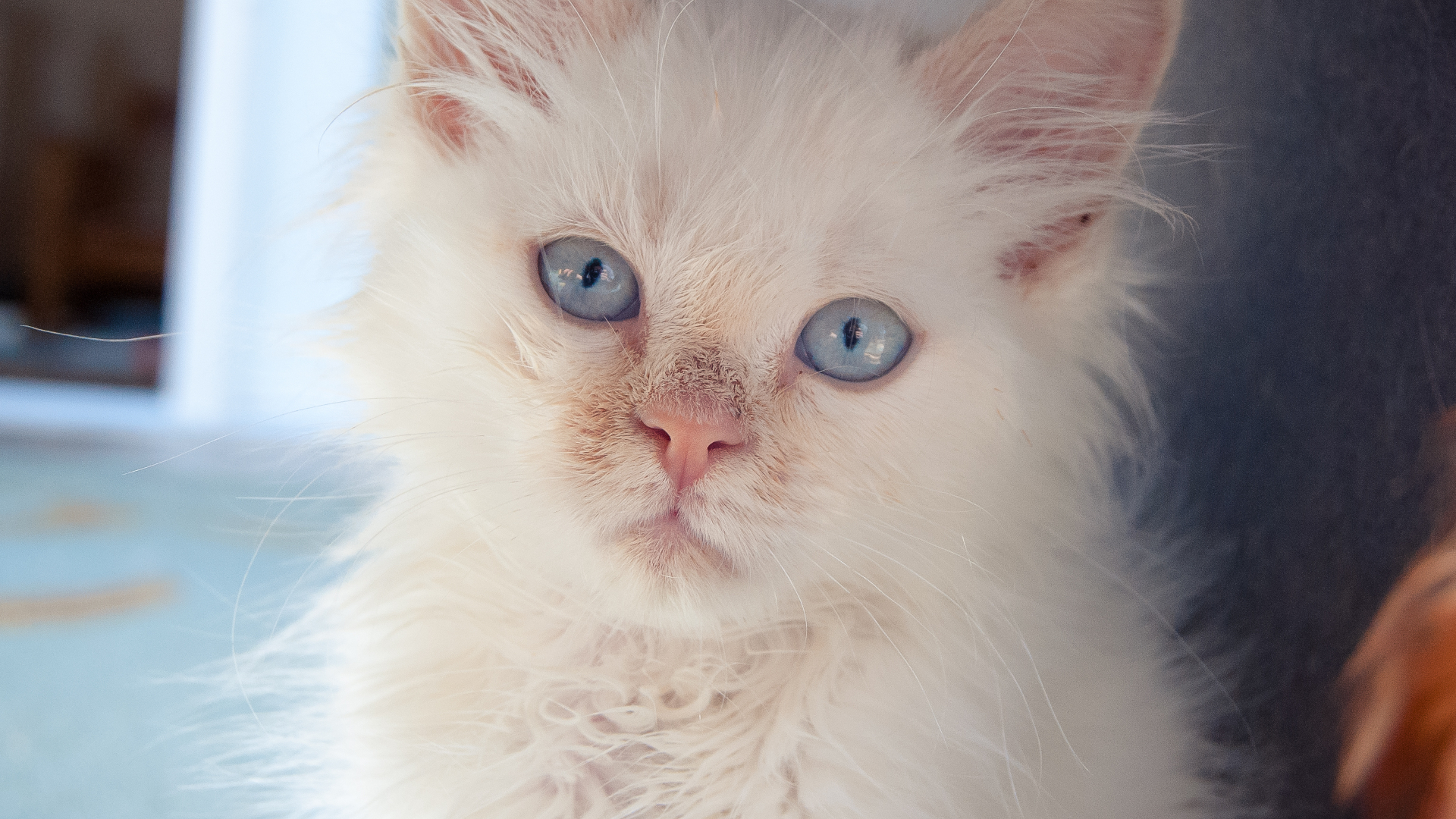 Why We Do What We Do – SNAP Cats