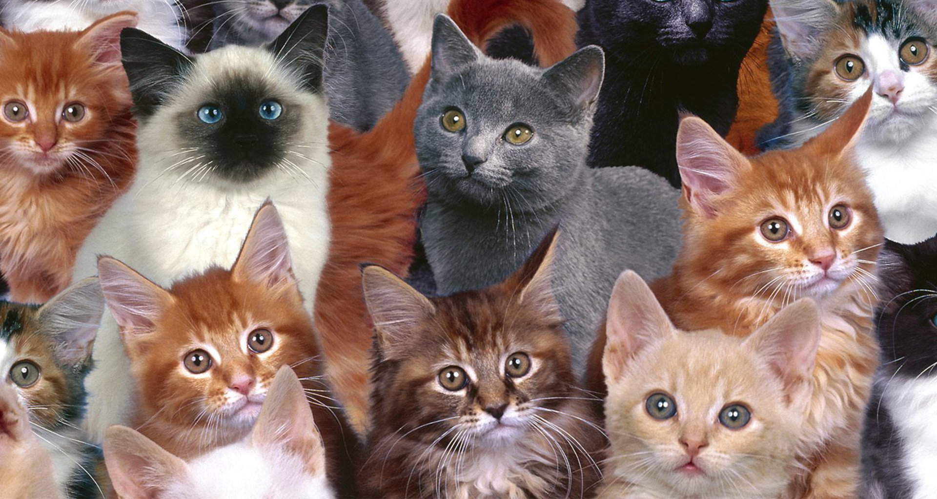 Russian Blue – SNAP Cats