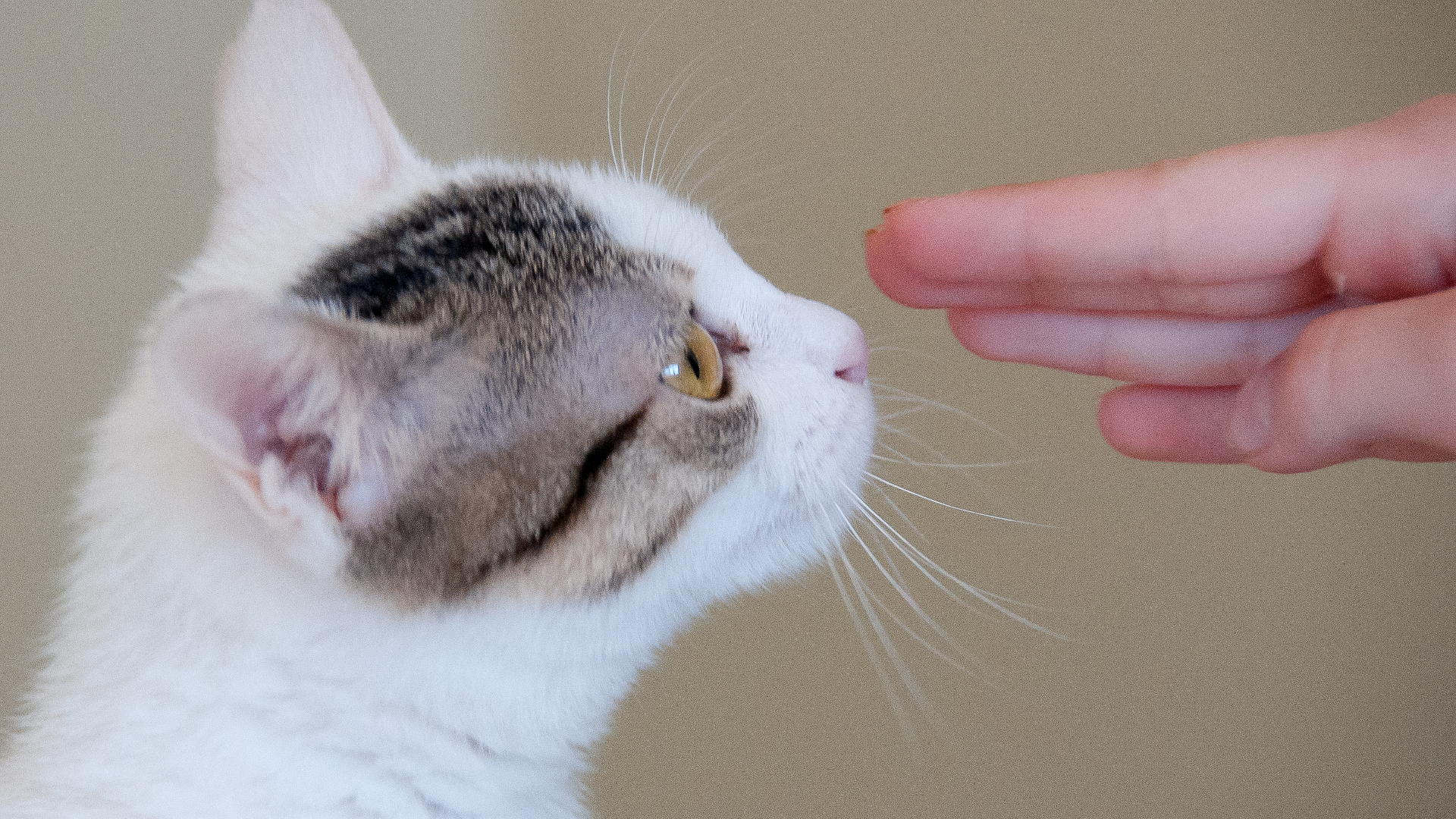 About Us – SNAP Cats