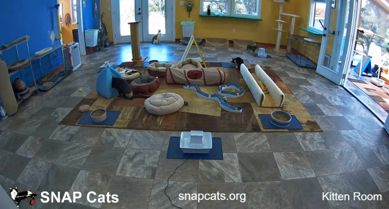 Webcams – SNAP Cats