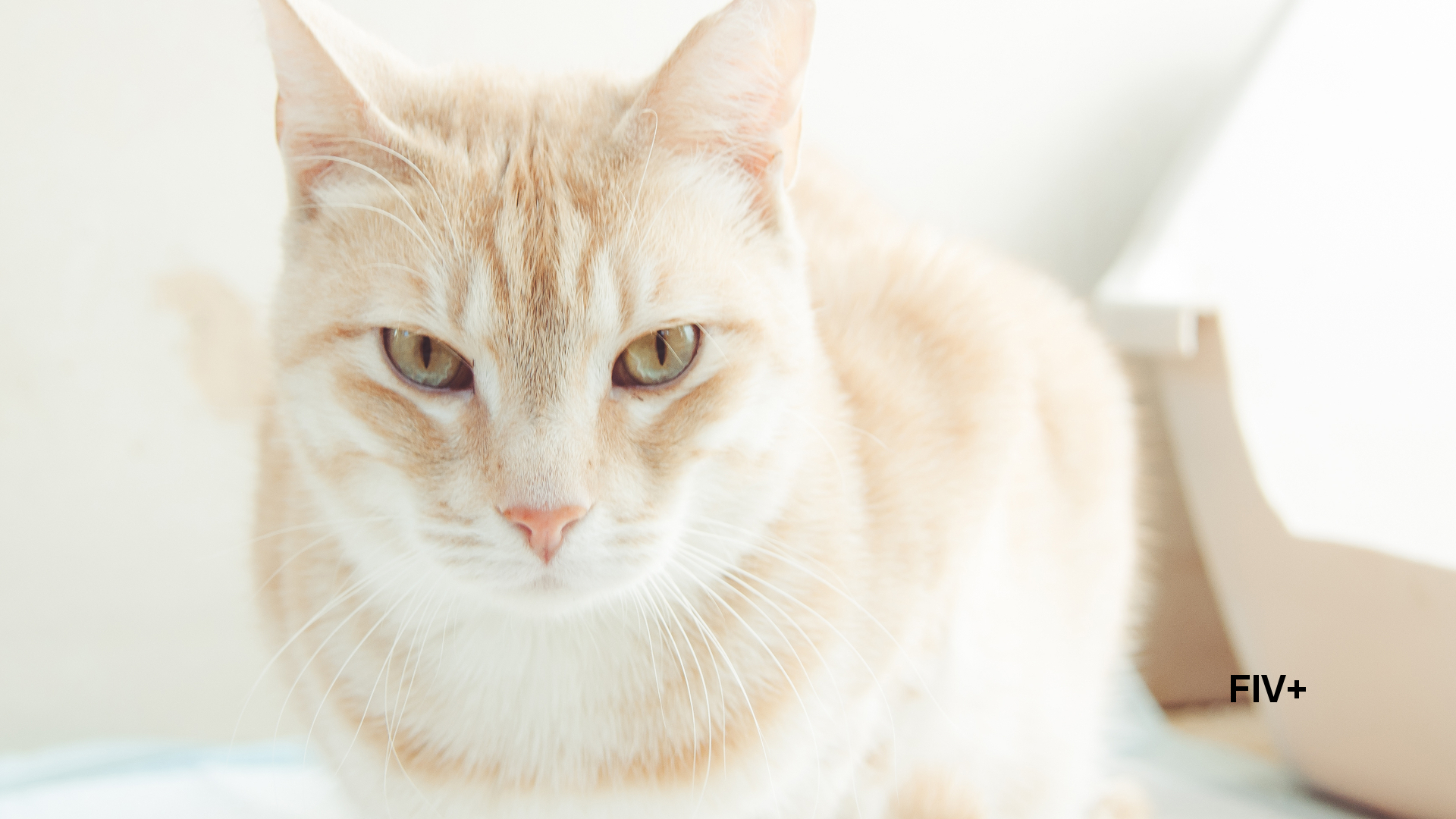 Cats for Adoption – SNAP Cats