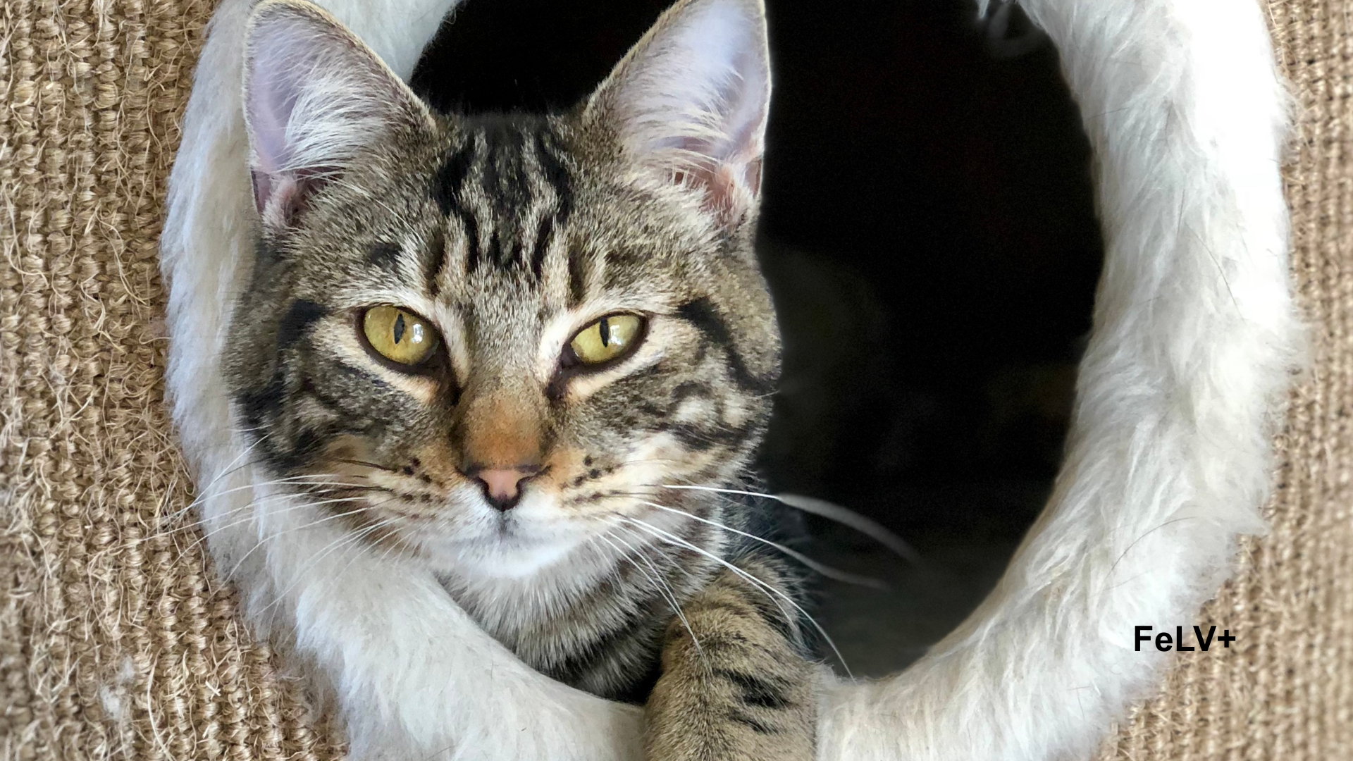 Cats for Adoption – SNAP Cats