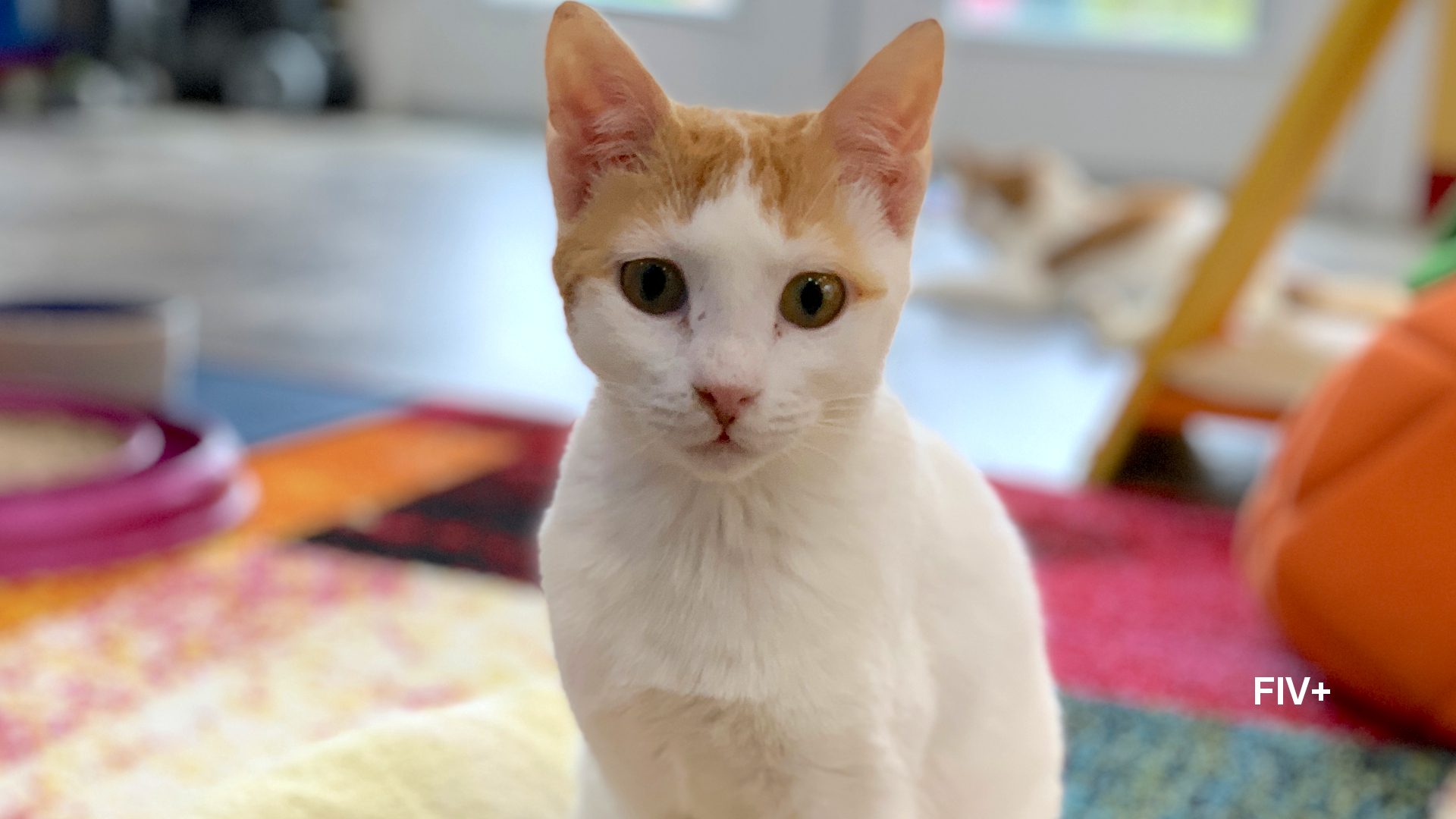 Cats for Adoption – SNAP Cats