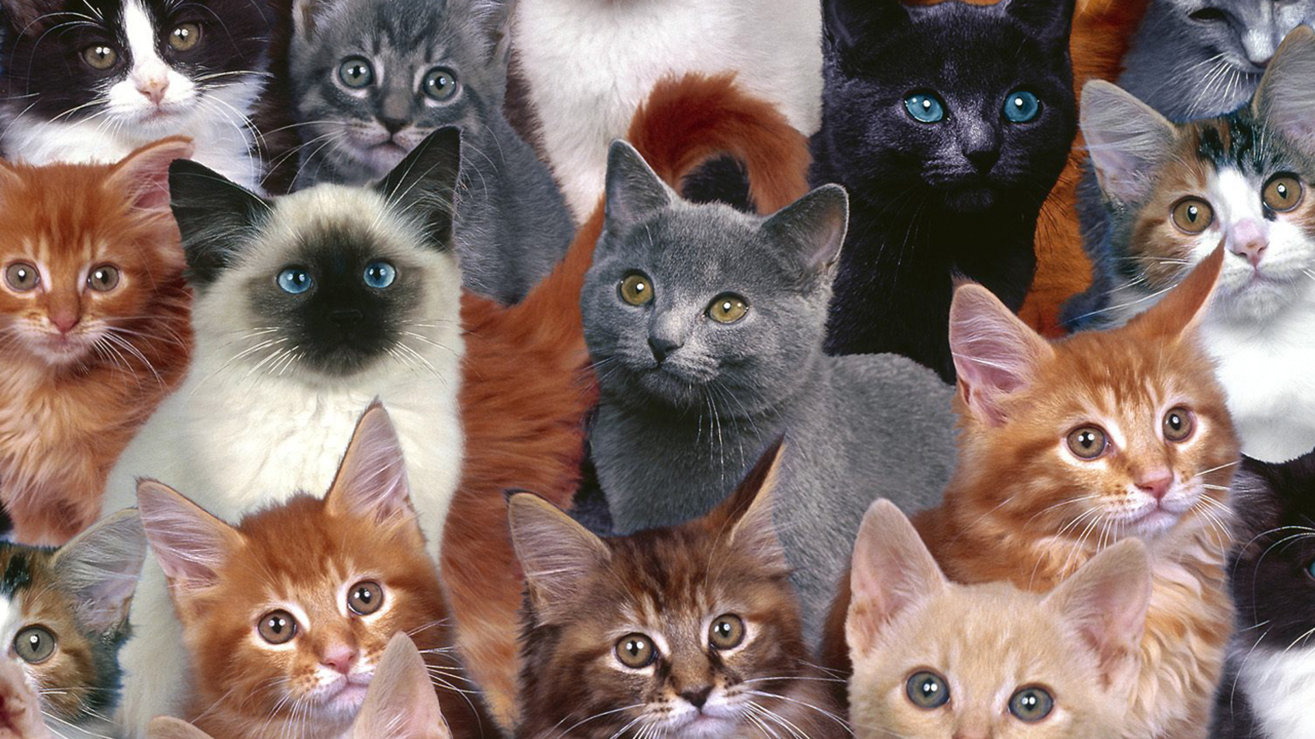 Cat Breeds – SNAP Cats