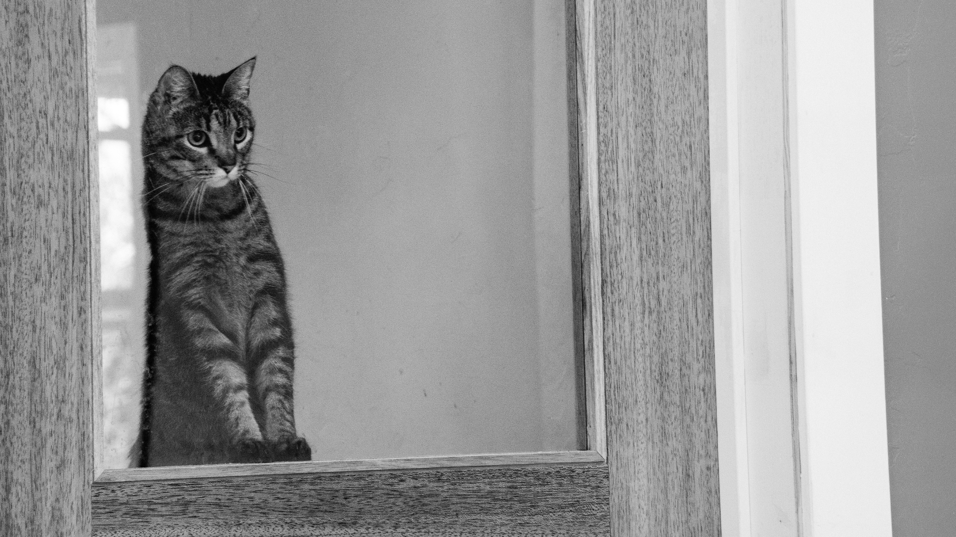 Wish List – SNAP Cats