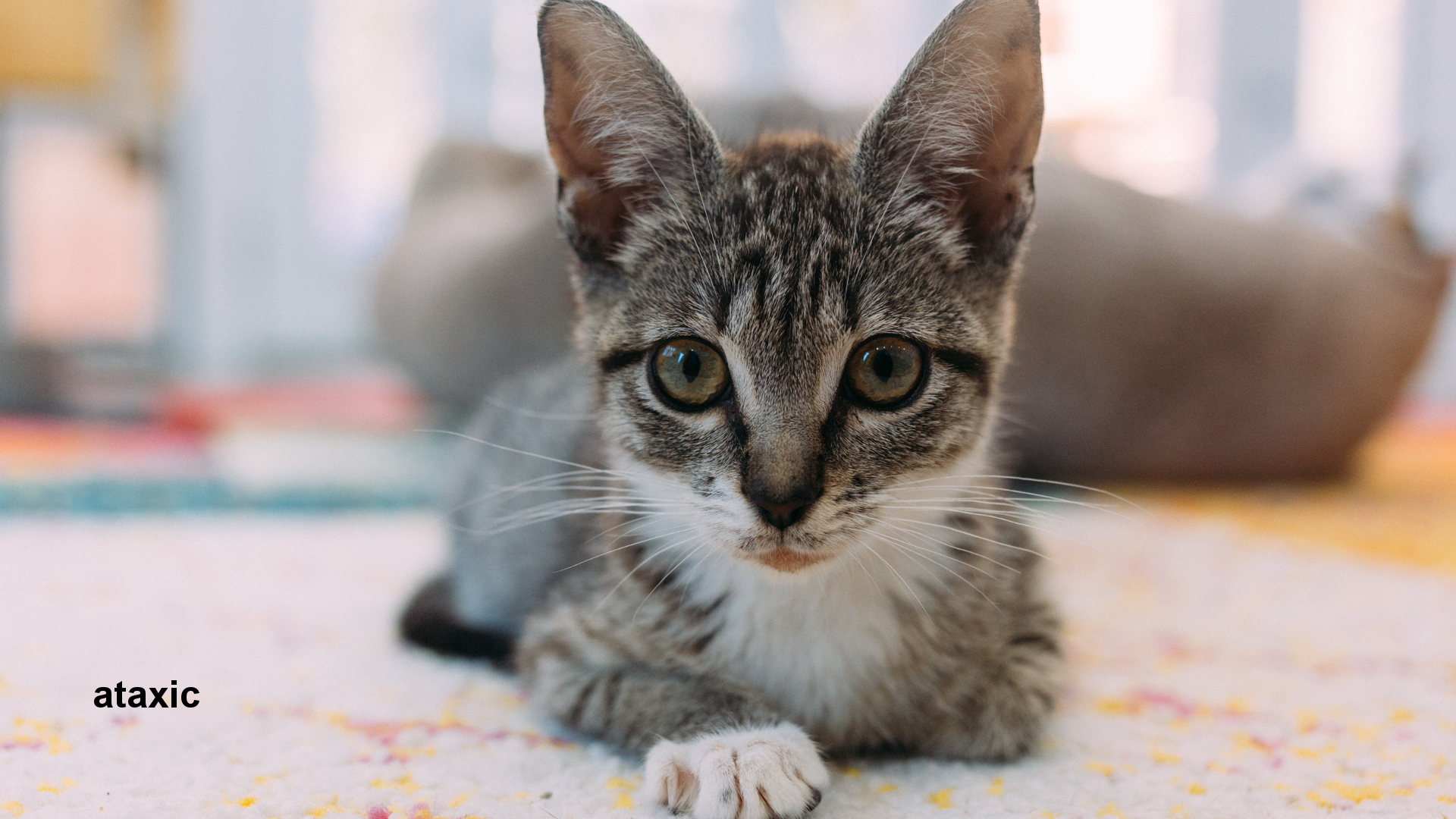 Cats for Adoption – SNAP Cats