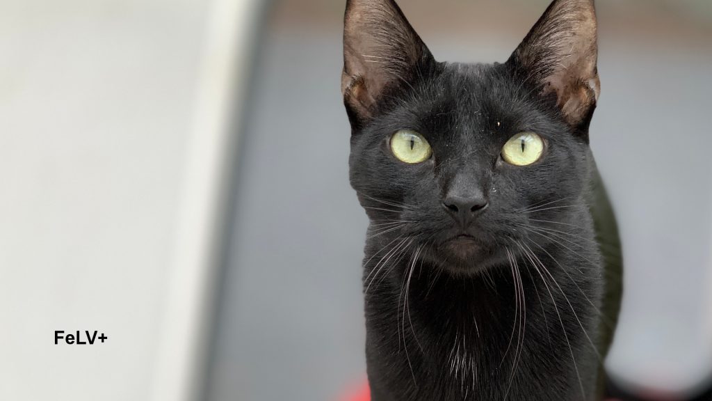 Dudley – SNAP Cats