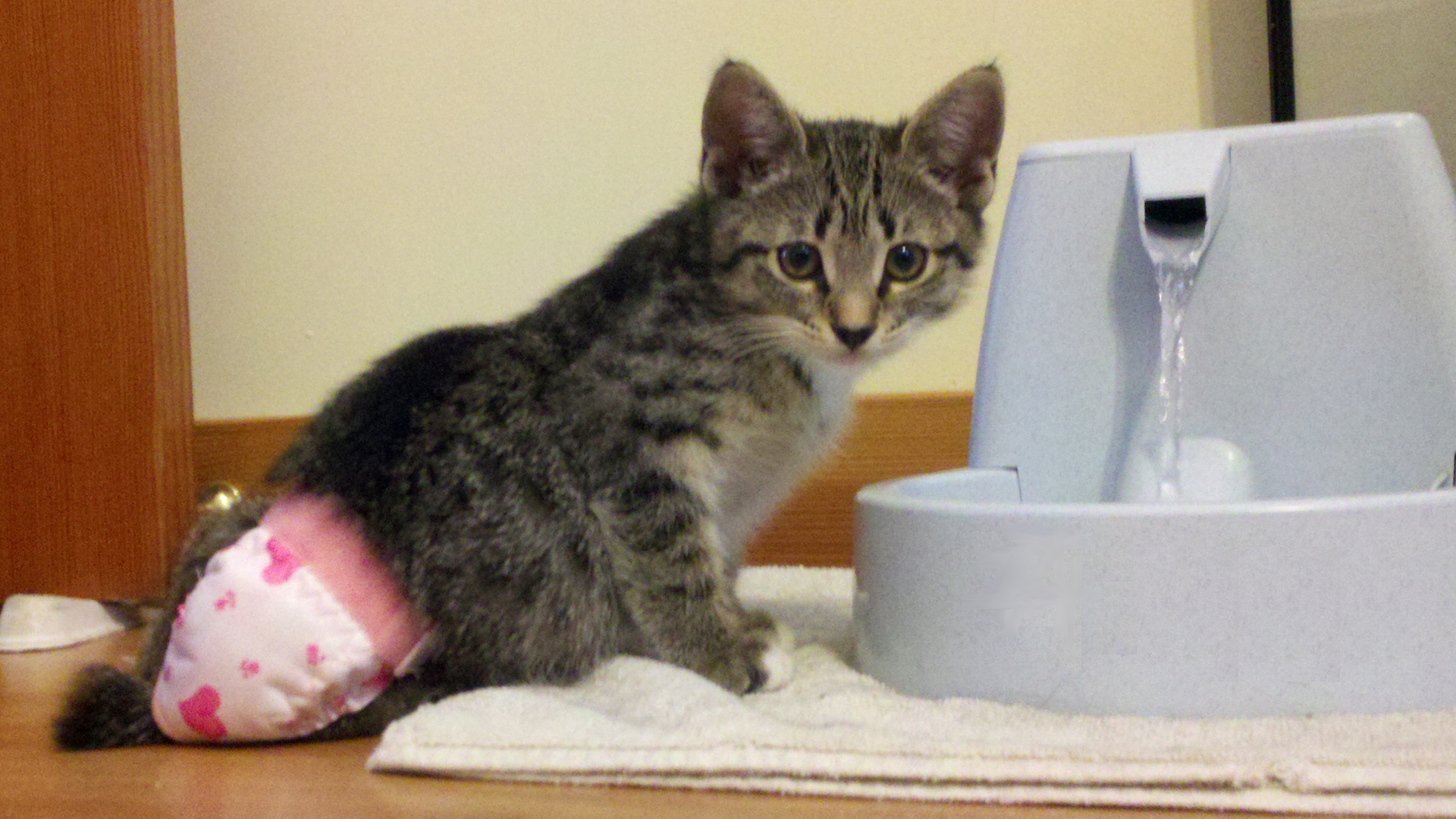 REMEMBERING SQUEEK – SNAP Cats