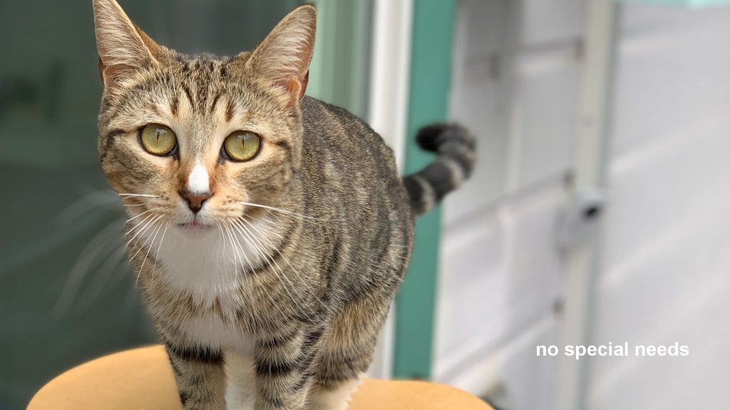 Adopted Cats – SNAP Cats