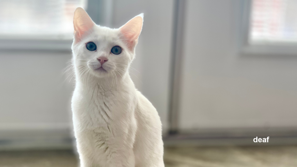 Adopted Cats – SNAP Cats