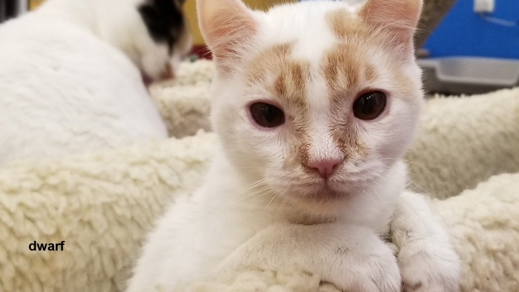 Adopted Cats – SNAP Cats