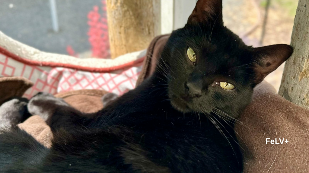 Adopted Cats – SNAP Cats