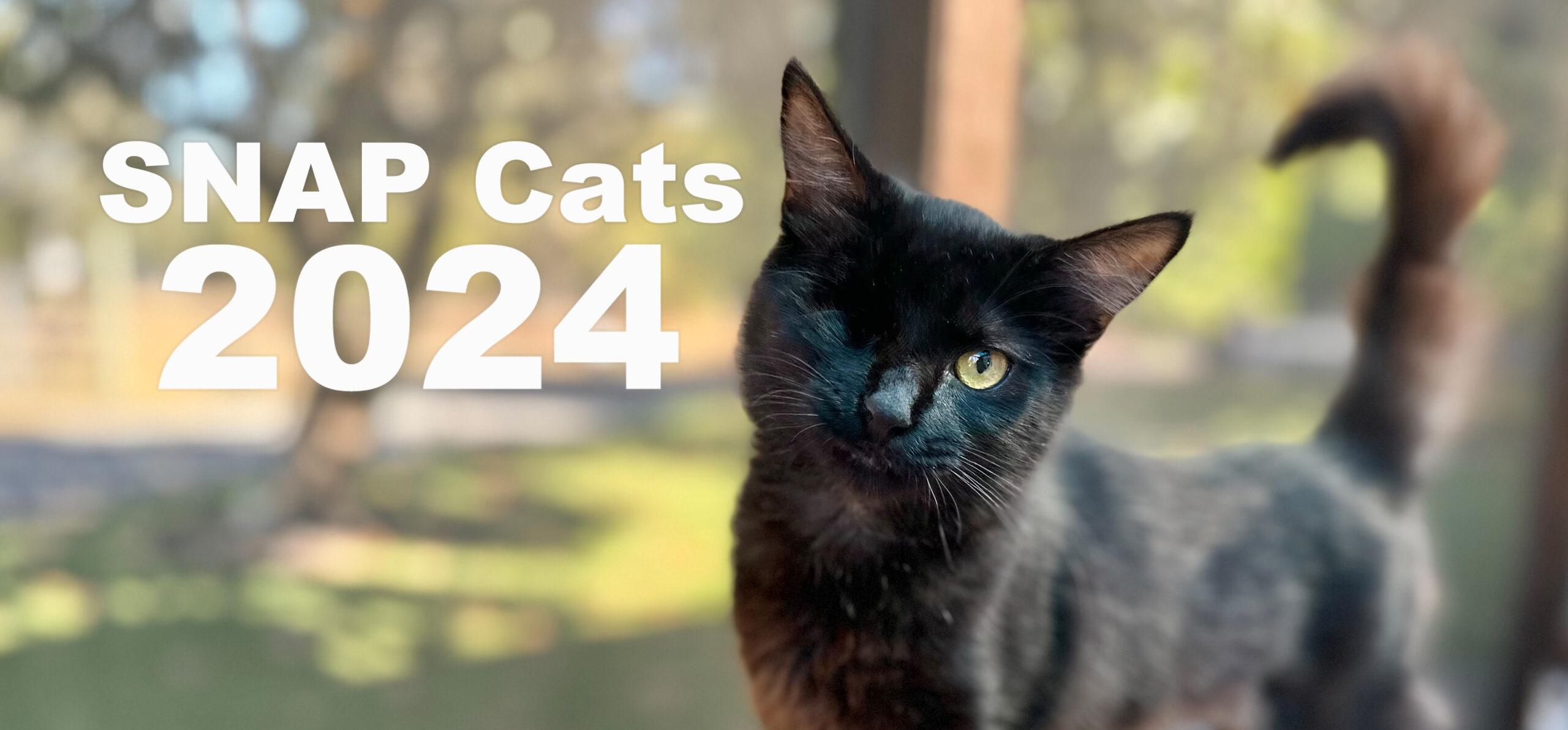 2024 Calendar – SNAP Cats