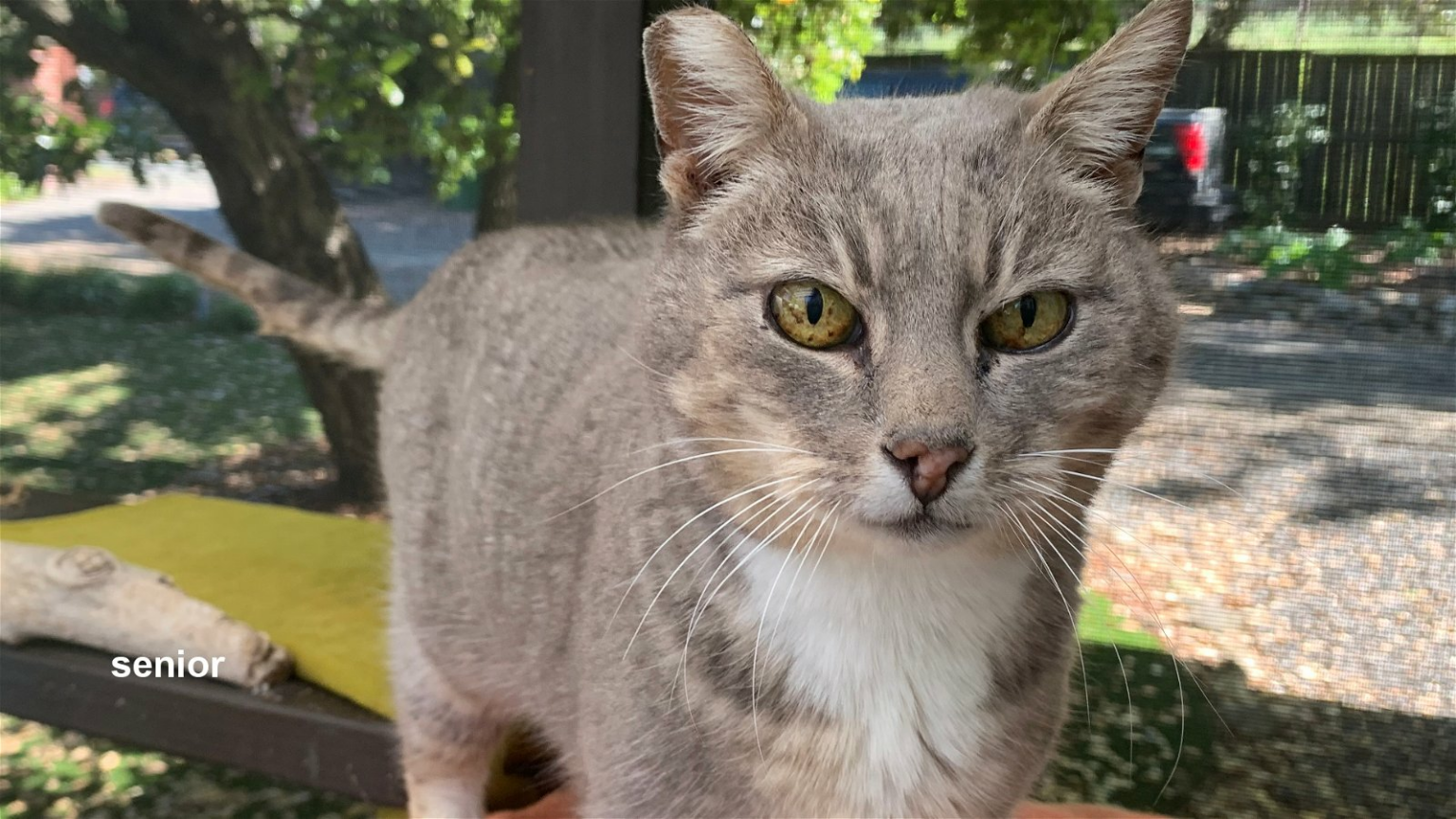 Cats for Adoption – SNAP Cats