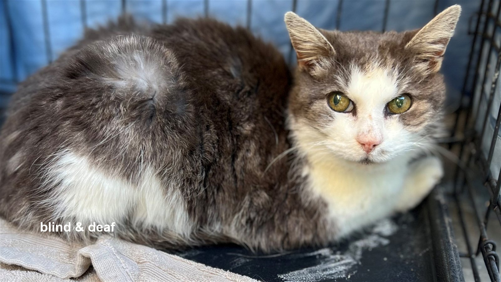 Babushka – SNAP Cats