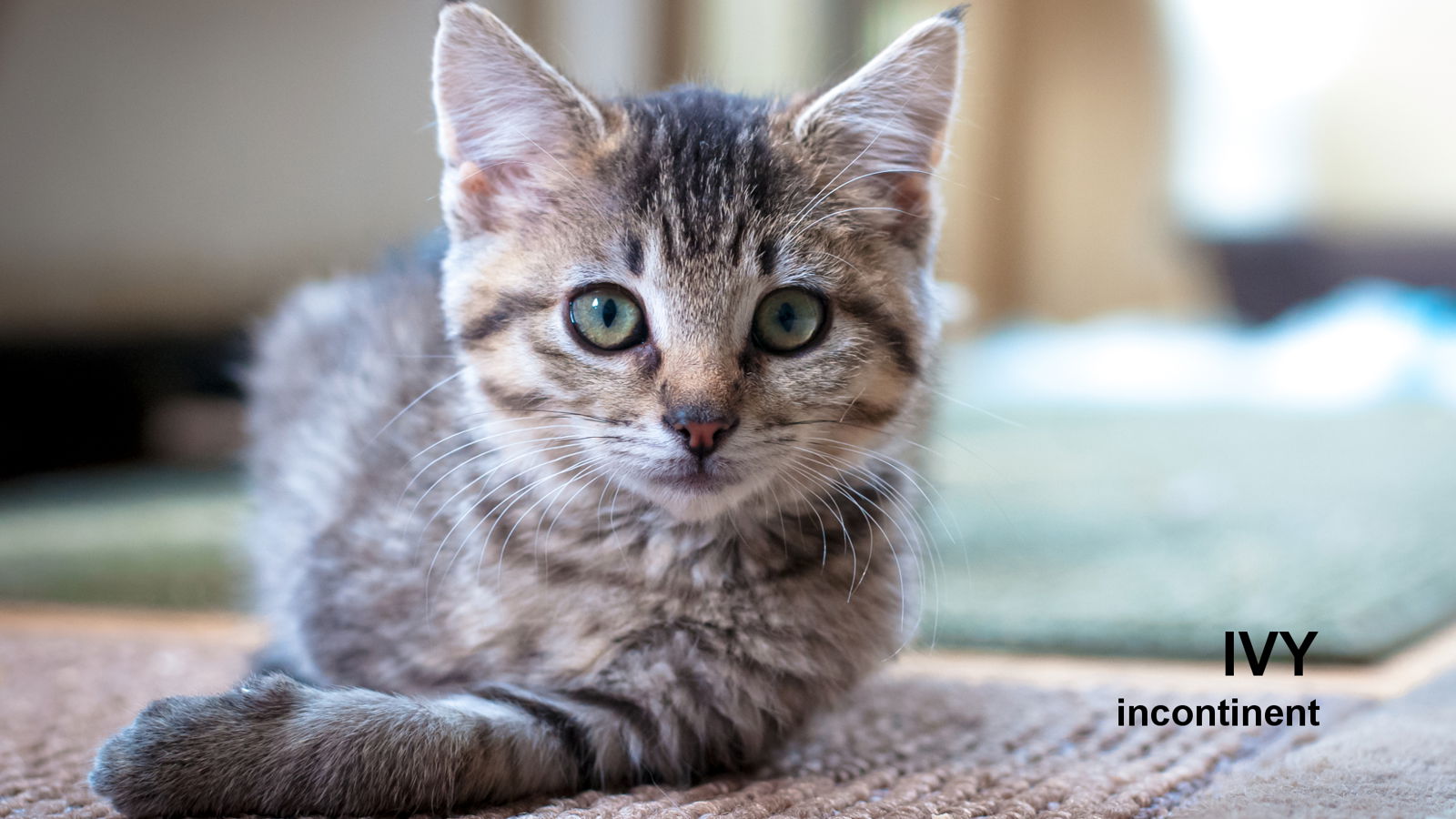 Slideshow – SNAP Cats