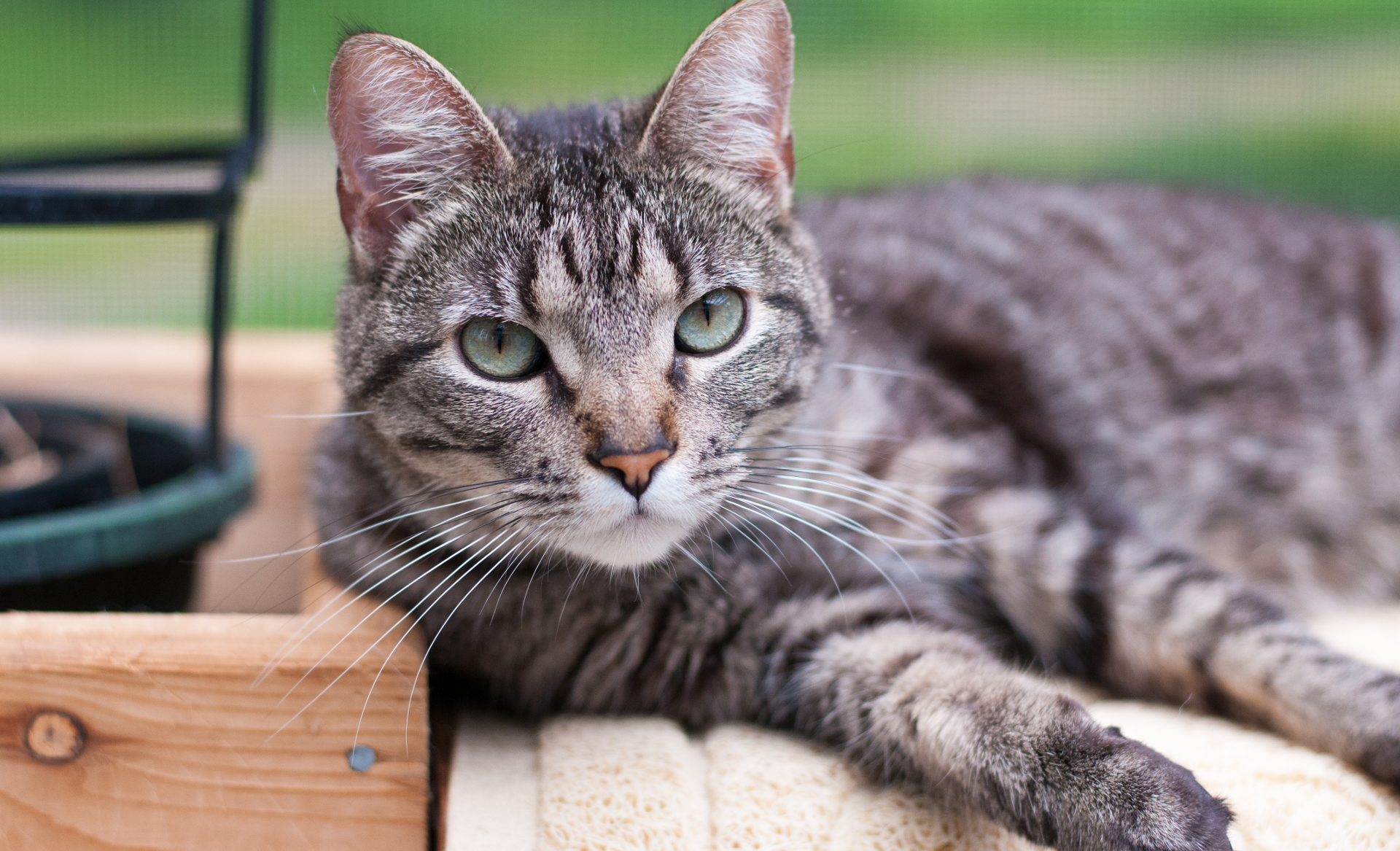 THUMBLES – SNAP Cats