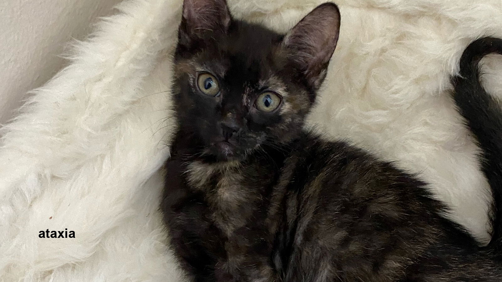 Pepper – SNAP Cats