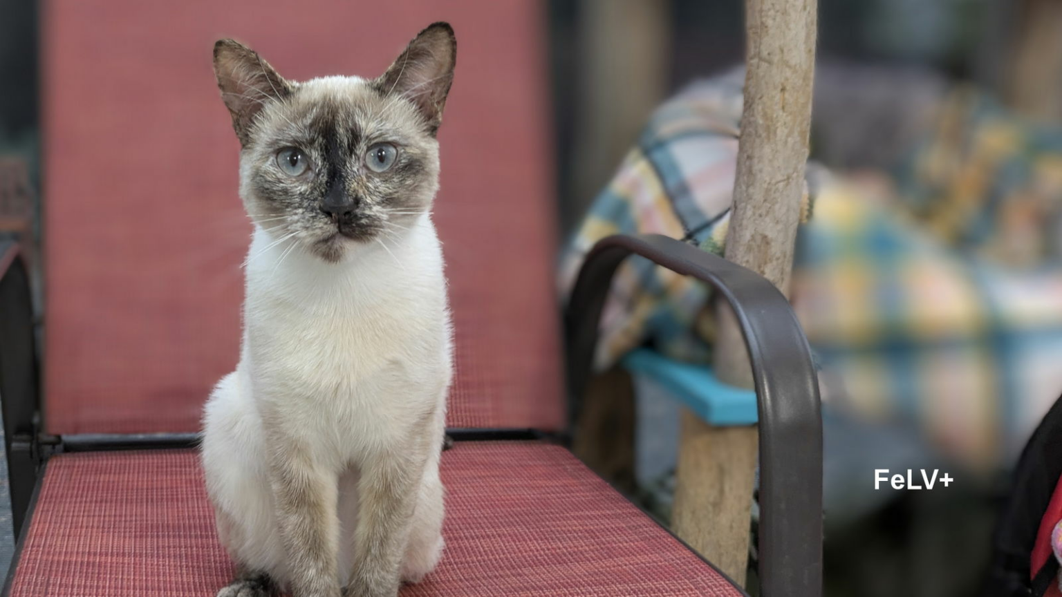 Cats for Adoption – SNAP Cats